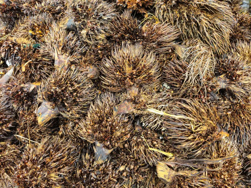 BioChar Production and Pyrolysis Process | Organics Bali